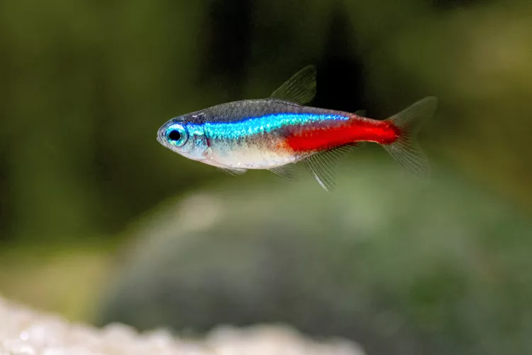 Paracheirodon inessi
